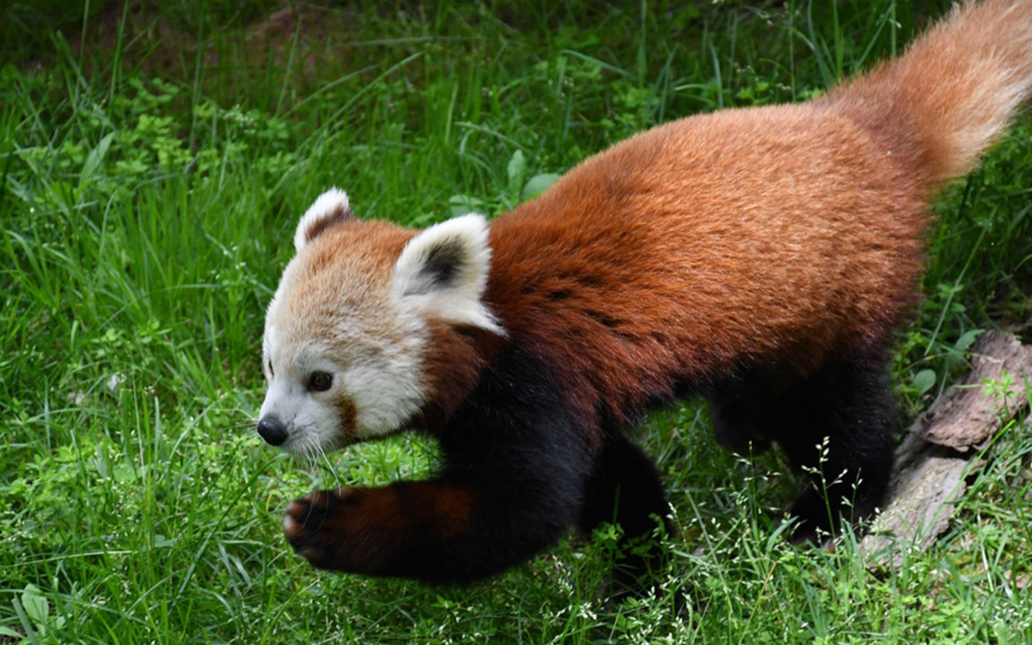 Bursa'nın yeni sevimlisi kızıl panda yuvasına kavuştu - Internet Haber